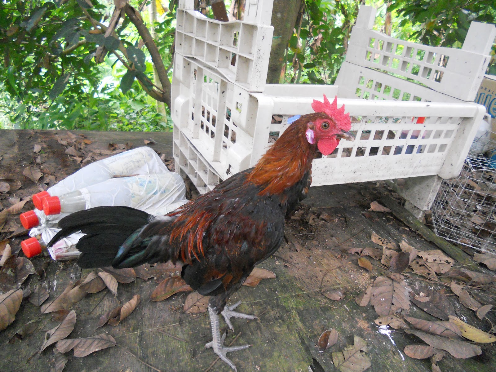 PEMINAT AYAM: AYAM HUTAN NAK JUAL